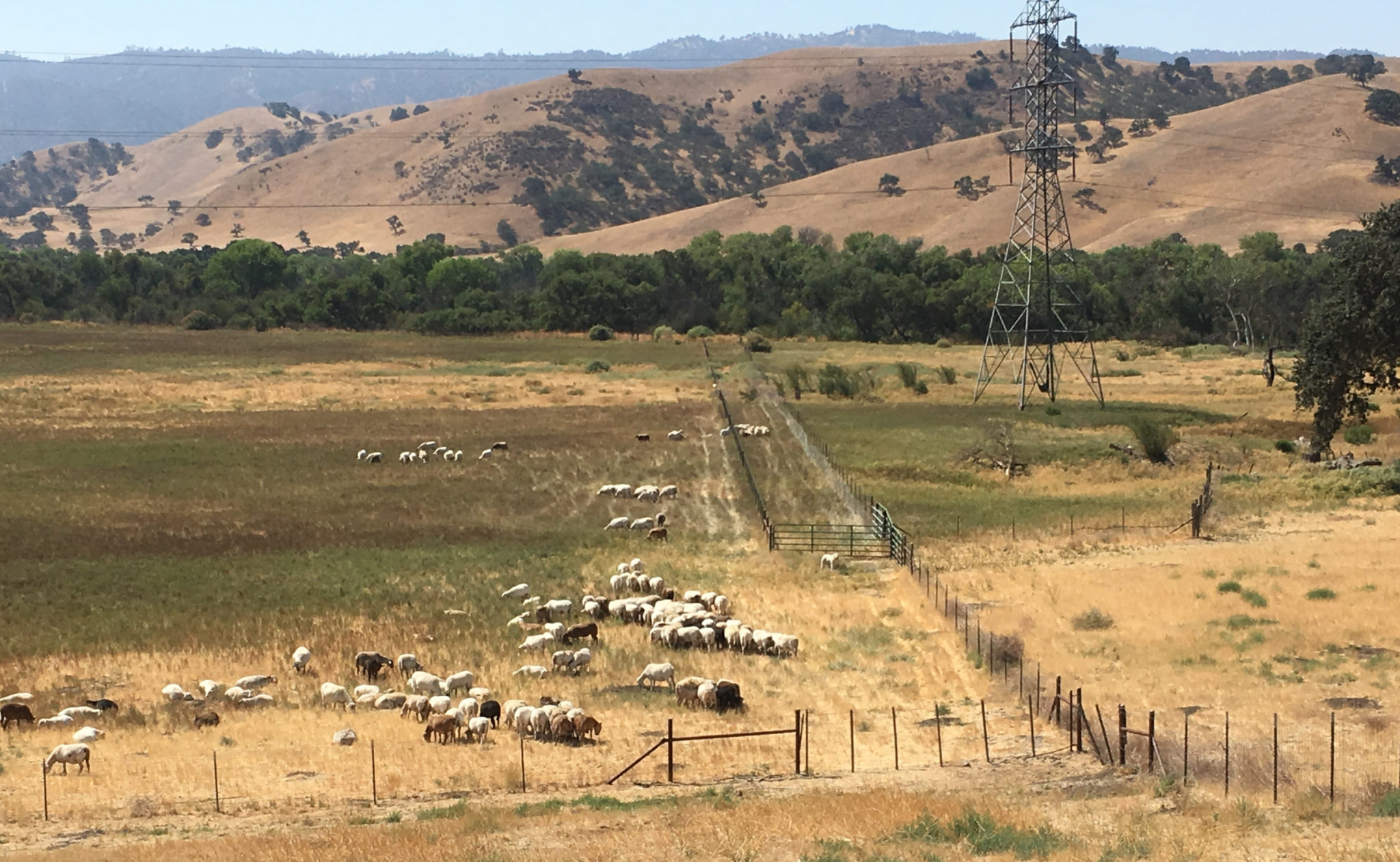 The Ram Effect - Paicines Ranch Learning Center